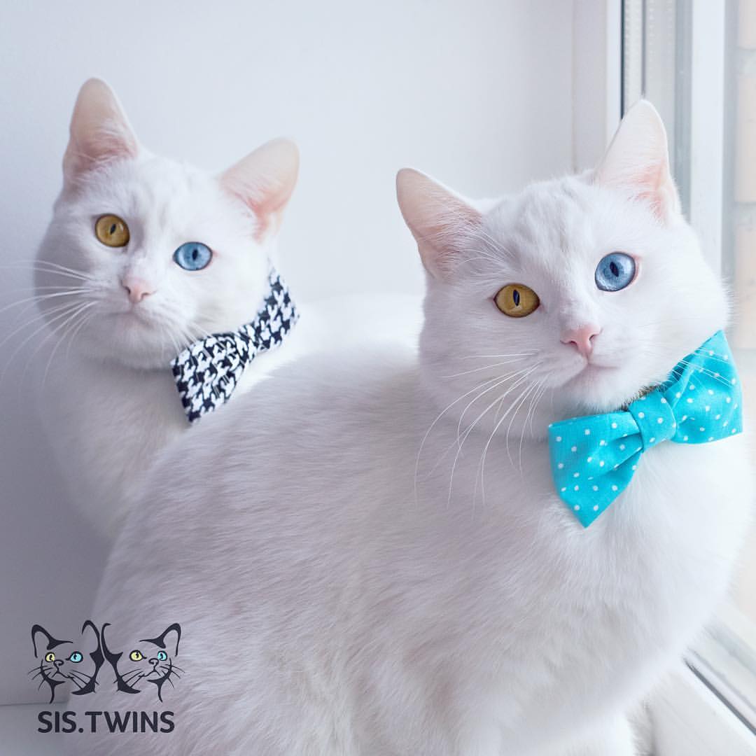 Meet Adorable Twin Cats With Heterochromatic Eyes Who Are Mesmerizing ...