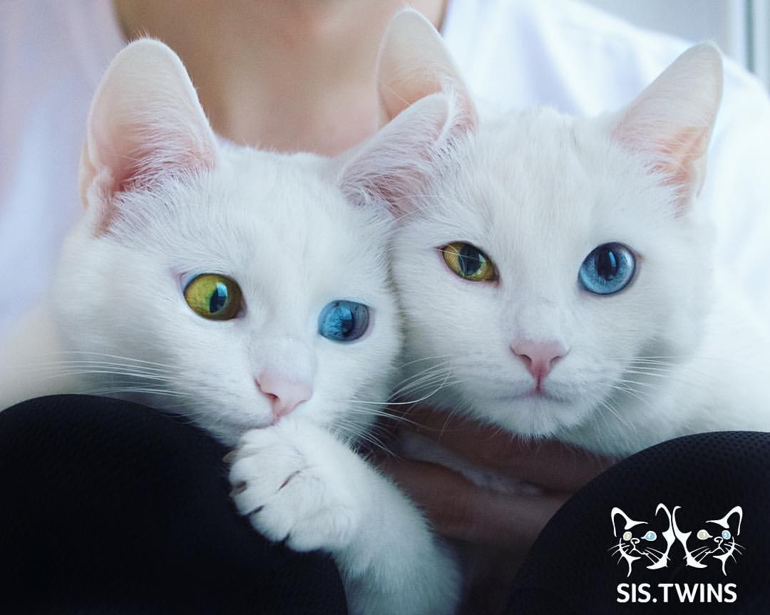 Meet Adorable Twin Cats With Heterochromatic Eyes Who Are Mesmerizing ...