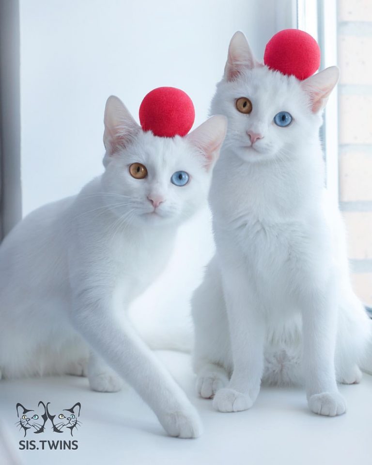 Meet Adorable Twin Cats With Heterochromatic Eyes Who Are Mesmerizing ...