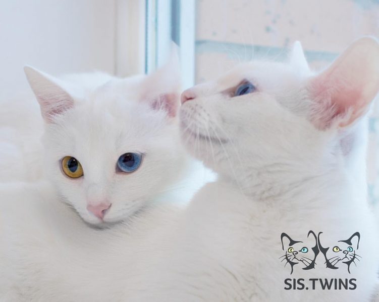 Meet Adorable Twin Cats With Heterochromatic Eyes Who Are Mesmerizing ...
