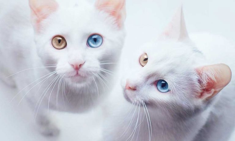 Meet Adorable Twin Cats With Heterochromatic Eyes Who Are Mesmerizing ...