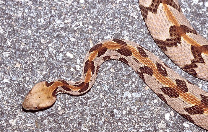 Most Poisonous Snakes Of The World - It's Very Scary