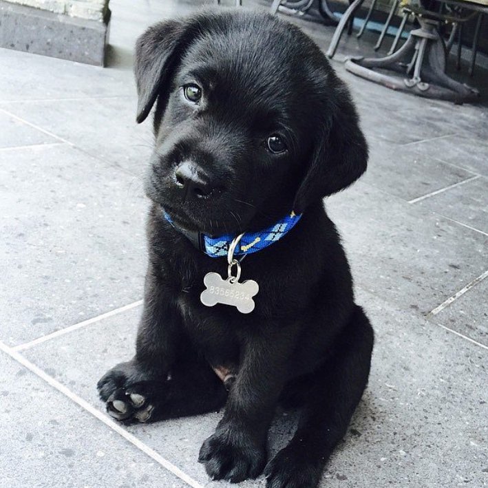 Happy Animals - Happy Animals That Can Cheer You Up Instantly