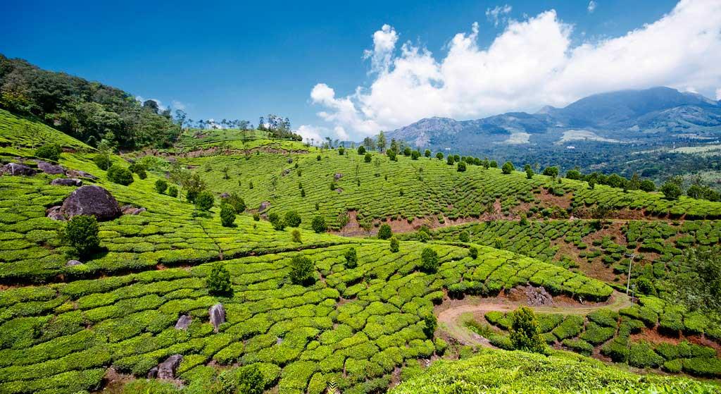 Hill Station Munnar is Freezing in Cold, Find Out the Breathtaking Pictures