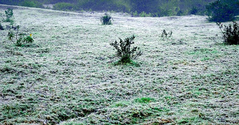 Hill Station Munnar is Freezing in Cold, Find Out the Breathtaking Pictures