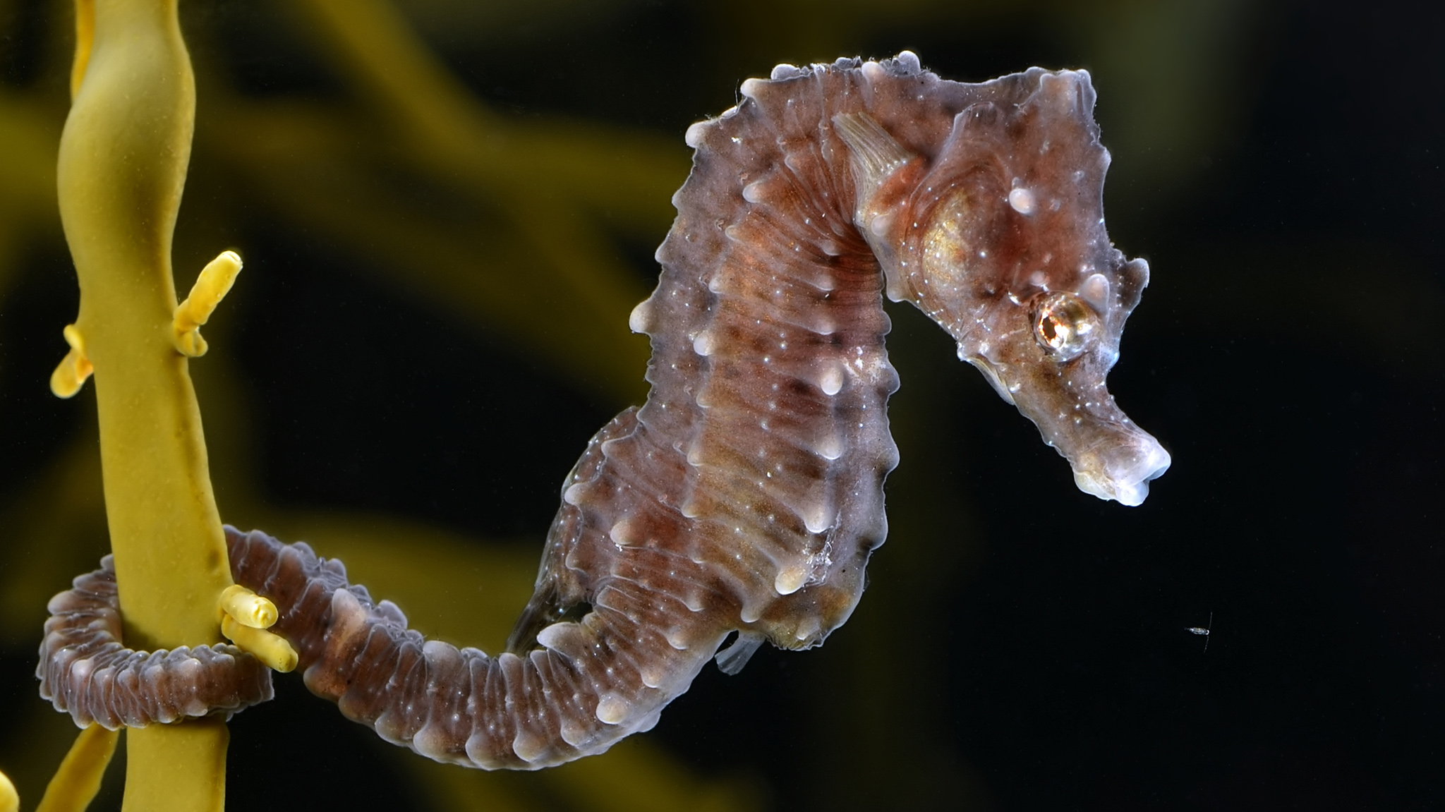 Romantic Animals - These Are The World’s Most Romantic Animals