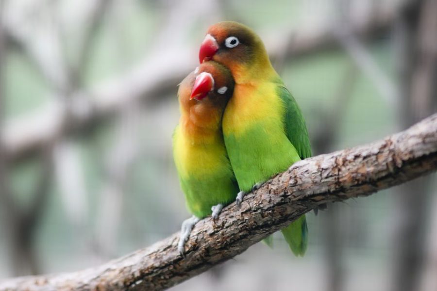 Romantic Animals - These Are The World’s Most Romantic Animals
