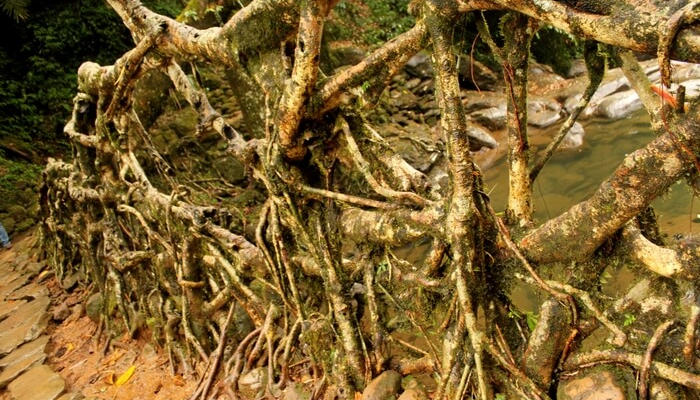 Natural Living Root Bridge of India Oldest Creation