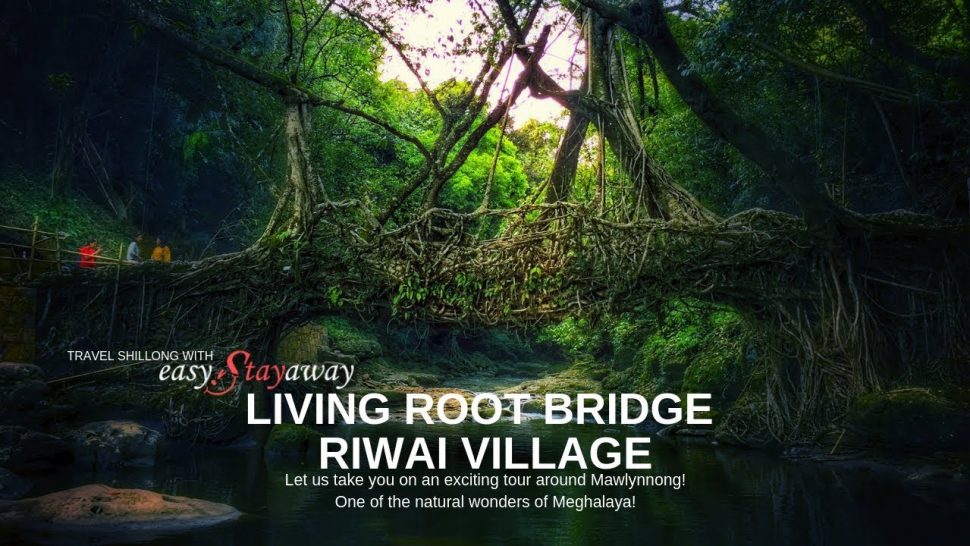 Natural Living Root Bridge of India Oldest Creation