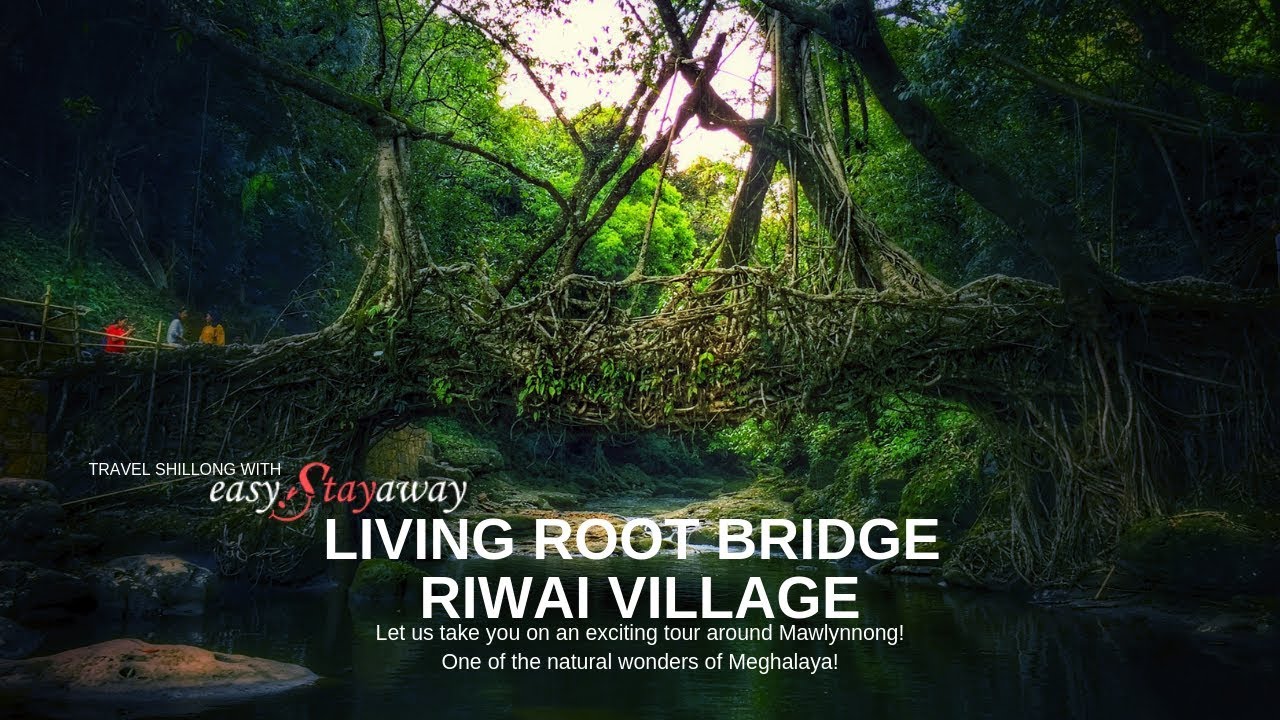 Natural Living Root Bridge of India Oldest Creation
