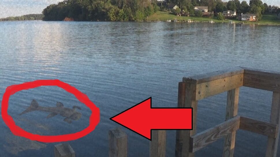 Do you know that Mermaids Are Still Alive in the world?