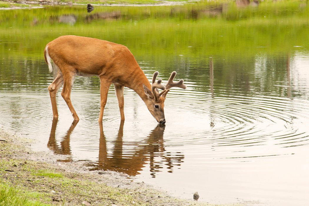 Did you know that Chinese Deers Can Live in Water?