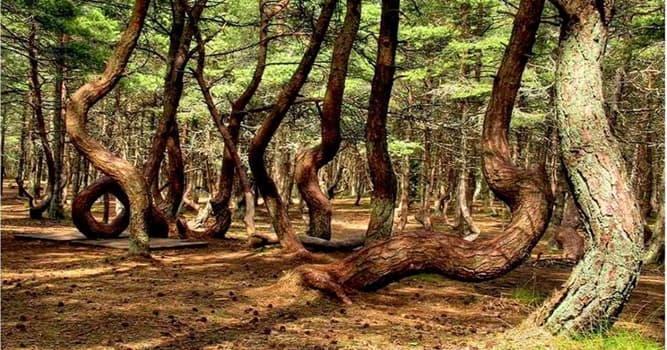 Unknown Facts About The Dancing Forest On Earth