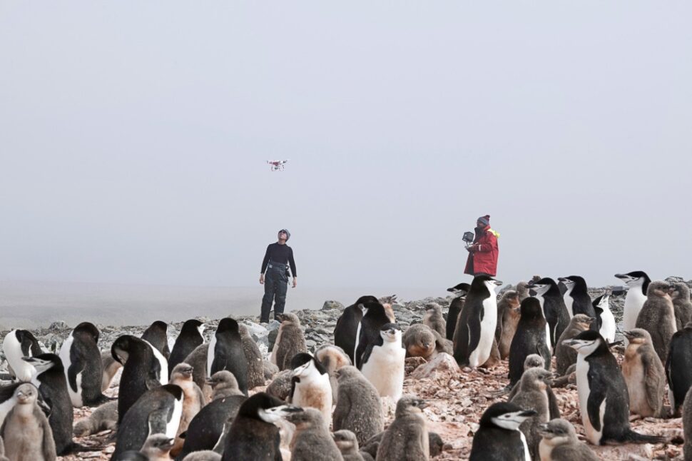 Are You An Animal Lover? Tagging Penguins Is A Job