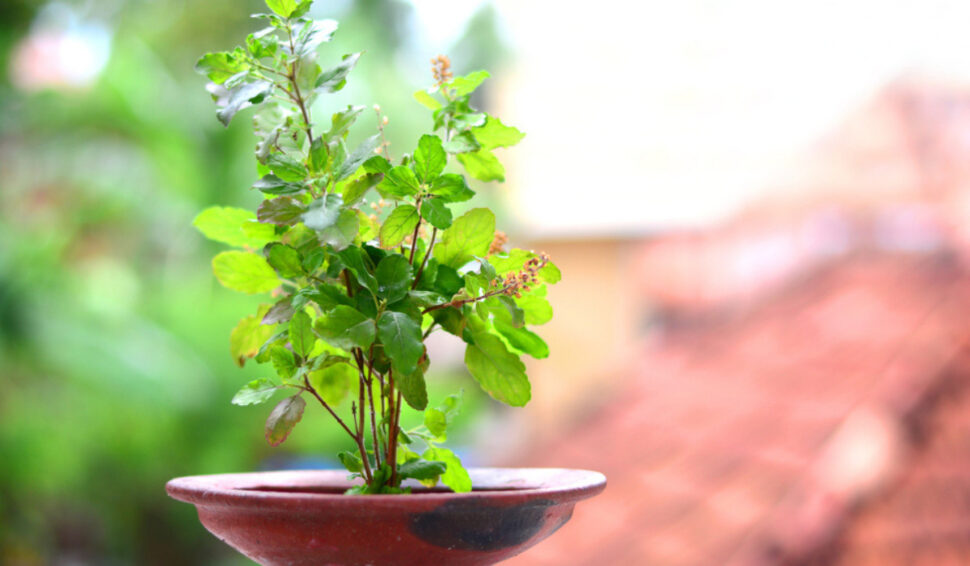 How Does Placing Of Basil Plant Effect Peace Of Mind?